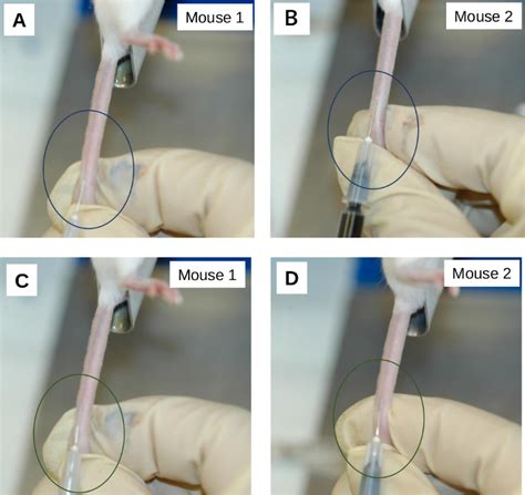 Intravenous Injection Mice