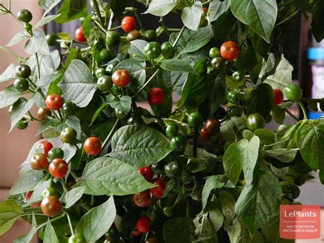 Капсикум ягодный (Capsicum baccatum) — описание, выращивание, фото | на ...