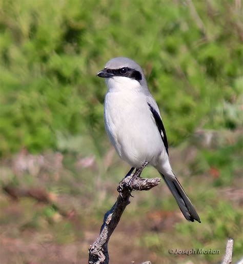 Loggerhead Shrike Birdforum