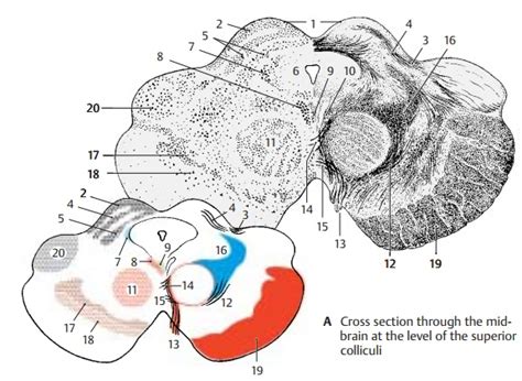 Inferior Colliculus Cross Section Cunninghams Text Book Of Anatomy