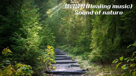 몸의 긴장을 풀어주는 힐링음악 🎵 스트레스해소명상공부음악자연 Youtube