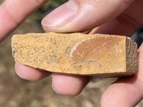 Is This A Trace Fossil R Fossilid