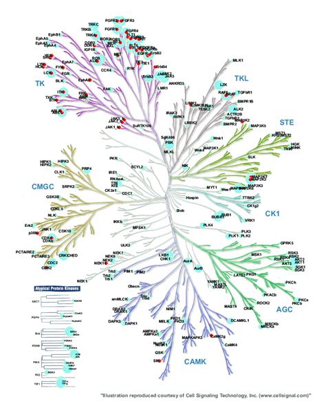 Kinase Tree The Maps Shows The Phylogenetic Tree Of The Human Kinome Download Scientific