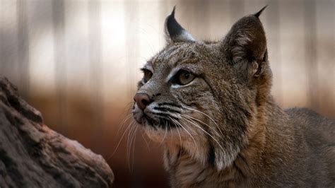 Lynx Wallpapers 4k Hd Lynx Backgrounds On Wallpaperbat