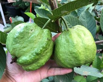 Seedless Guava Tree Etsy