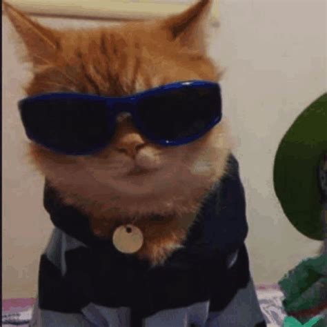 Cat With Cool Glasses A Cool Cat Wearing Sun Glasses On A Beach