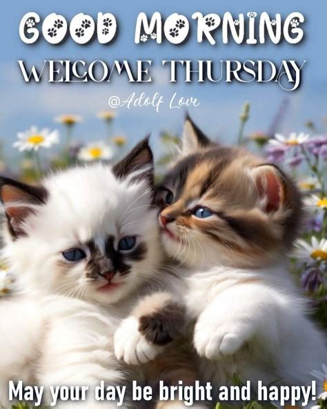 Thursday Cat Images