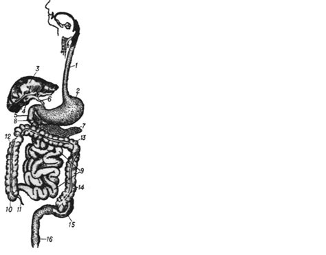 Травна система людини будова та функції органів Моя Школа Oboz Ua