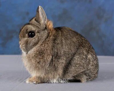 Dwarf Rabbit смотрите и скачивайте изображения — Яндекс Картинки
