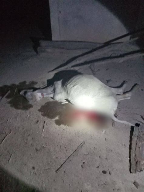 ကြံ့ခိုင်ရေးပါတီထောက်ခံသူများတဲ့ ဒေါင့်ဘိုးရွာ လေကြောင်းကပစ်ခတ်ခံရလို့