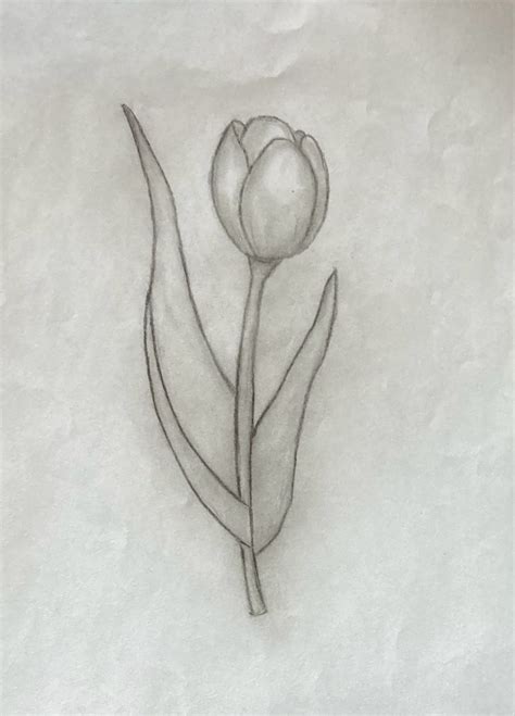 Step By Step Guide How To Draw Tulips
