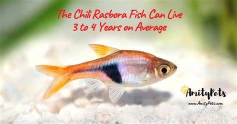 Chili Rasbora Care Guide At Nancy Guzman Blog