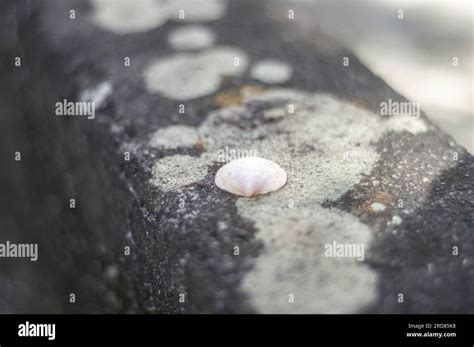 Sea Shells Of Various Types On Top Of A Stone With Fungi Natural Light