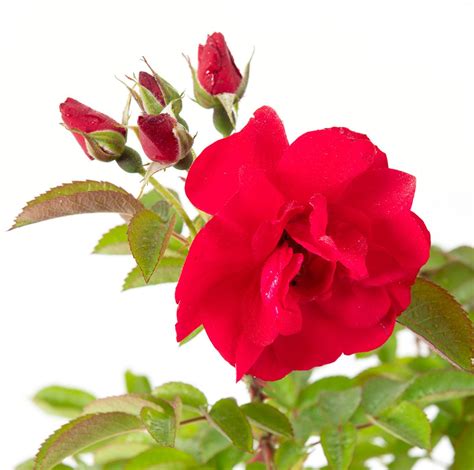 Rose Hansaland ® - Rosa Hansaland ® günstig kaufen