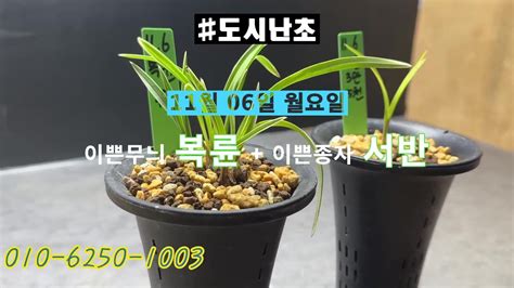 판매완료 11월06일 월요일 너무이쁜 서반 이쁜종자 복륜 저렴한가격 도시난초 Youtube