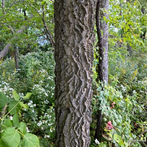 Celtis Occidentalis 3 Common Hackberry Scioto Gardens Nursery