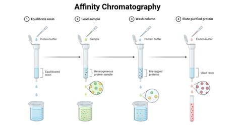 Affinity Chromatography Principle Parts Steps Uses