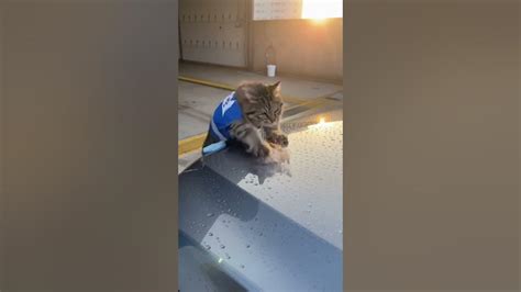 Cat Car Wash Part 1 Korea Cat Wash Car 한국 고양이 세차 자동차세차 Youtube