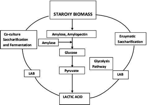 Schematic representation of amylolytic bacterial lactic acid... | Download Scientific Diagram