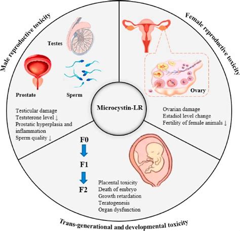 What Is Cjc1295 Without Dac Boc Sciences