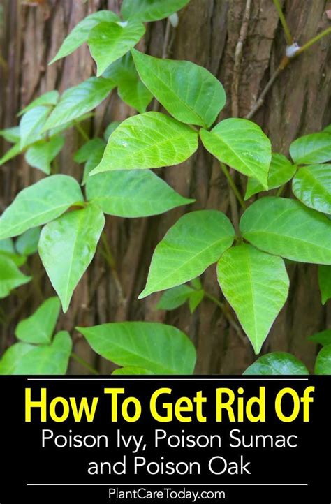How To Get Rid Of Sumac Roots At John Macdonald Blog