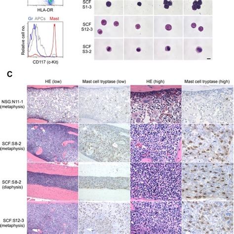 Human Mast Cell Development In Hscf Tg Nsg Recipient Bm A