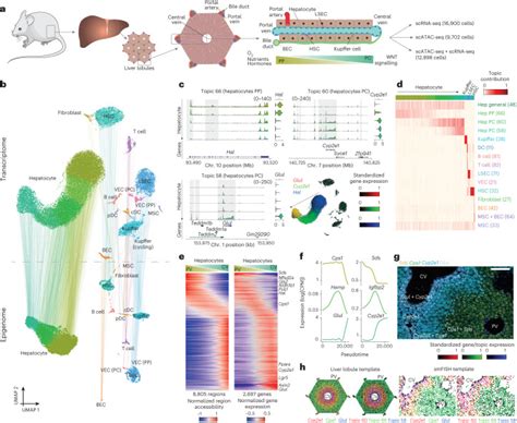 Single Cell Spatial Multi Omics And Deep Learning Dissect Enhancer