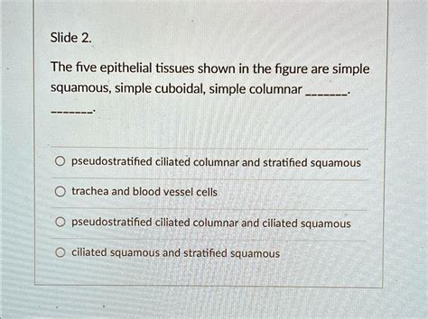 Slide 2 The Five Epithelial Tissues Shown In The Figure Are Simple Squamous Simple Cuboidal