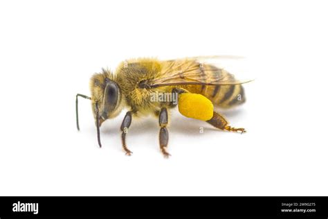 Western Honey Bee Or European Honey Bee Apis Mellifera Closeup Side Front View Showing