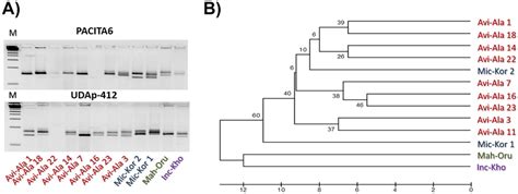 A Methaphor® Agarose Gels Showing Ssr Polymorphism Of The Assayed