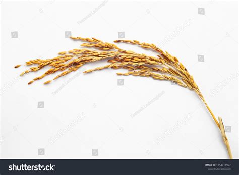 26 373 Wheat paddy 库存照片图片和摄影作品 Shutterstock