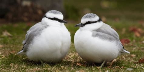 Discover Japans Fluffy Shima Enaga Bird Today Aviary Adventures