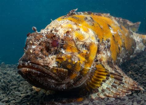 Deadliest Fish