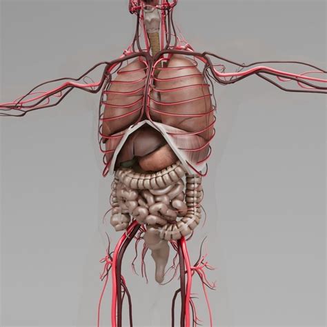 3d Model Male Respiratory System Vr Ar Low Poly Cgtrader