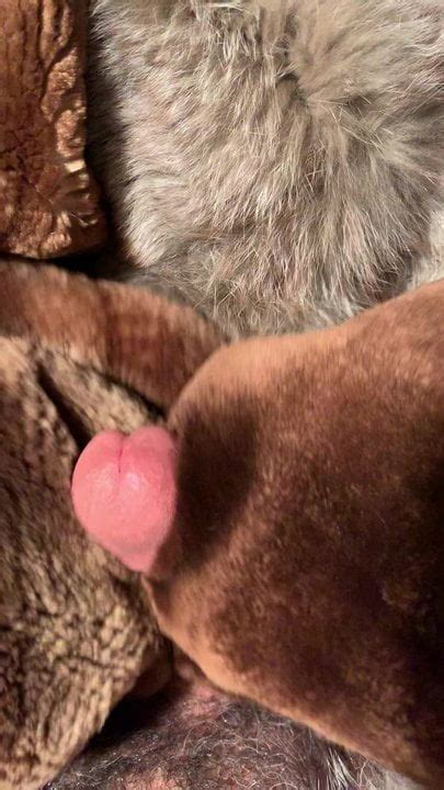 Beaver Fur Stroke Gay Porn Xhamster