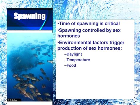 Fish Reproduction Ppt Download