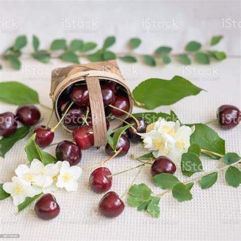 잘 익은 체리와 흩어져 열매 잎 밝은 배경에 꽃 고리 버들 세공 바구니 채식 개념 다이어트 해독 유기농 비타민 여름 가득 찬에 대한 스톡 사진 및 기타 이미지 Istock