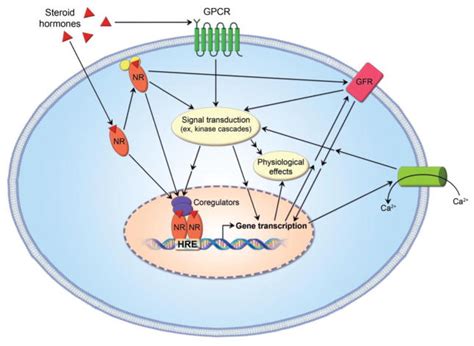Communication Between Genomic And Non Genomic Signaling Events