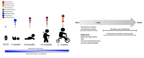Symbiosis And Gut Microbiota Flashcards Quizlet