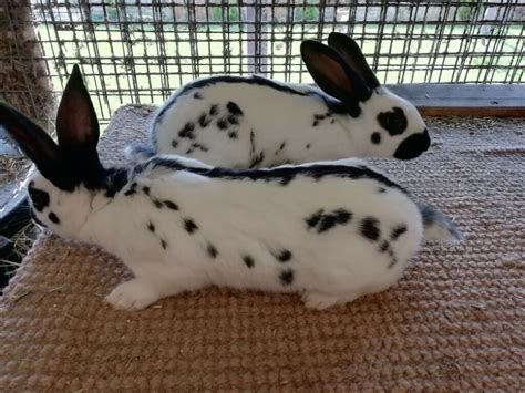English Spot Facts Temperament And Care With Pictures