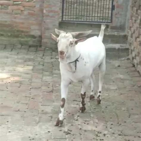 Barbari Male Goat