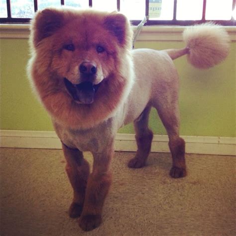 Chow Chow Lion Haircut