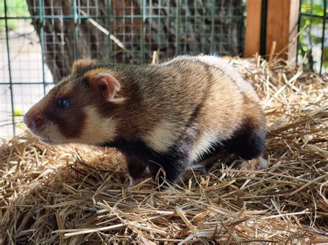 Rare Big Hamster Breeds
