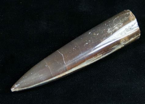 3 1 Agatized Belemnite Fossil Polished 9455 For Sale