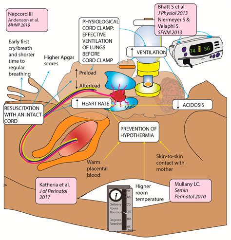 What Is The Recommended Depth Of Chest Compressions Nrp