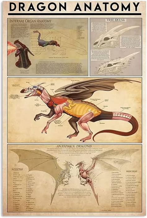 Dragon Anatomy