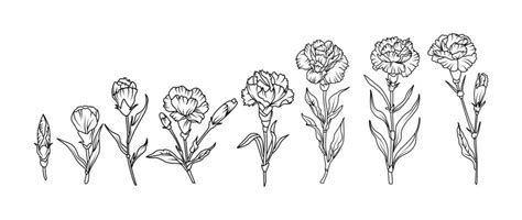Carnation Line Drawing Vector Art Icons And Graphics For Free Download