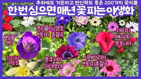 0203 150가지 추위에도 거뜬하고 번식력도 좋은 노지월동 야생화 다양한 봄꽃들과 화단에 심기 좋은 야생화 추천드립니다🌺전국택배가능🌺 010 2548 7544