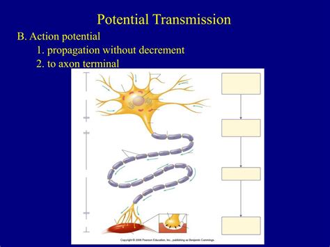 PPT Gated Ion Channels PowerPoint Presentation Free Download ID