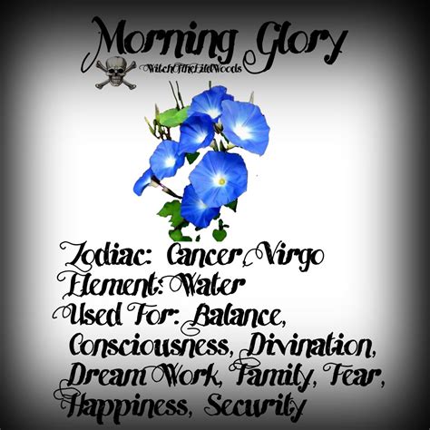 Morning Glory In Magic Herbs Herbal Magic Words Quotes